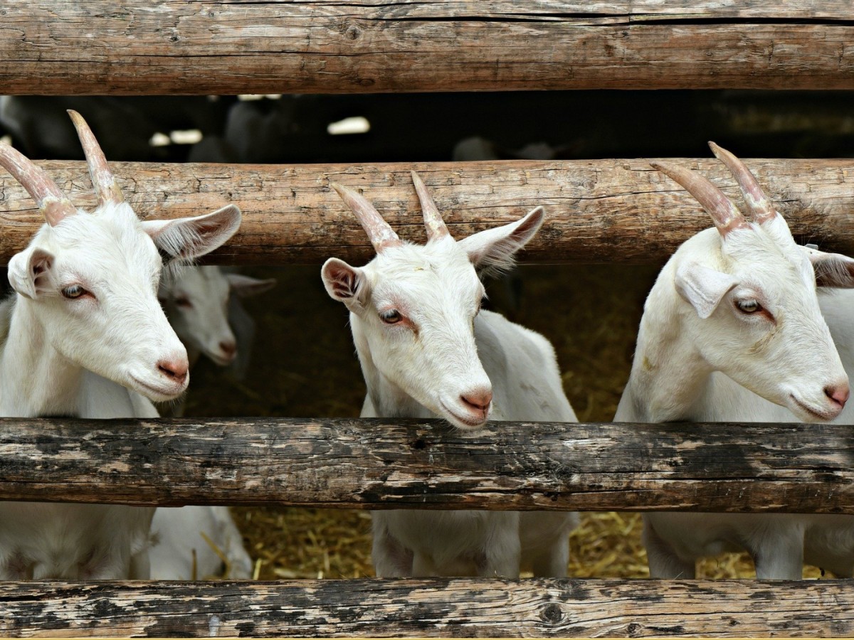 Goat-Killing in the Humanities by Stanley K. Ridgley | NAS