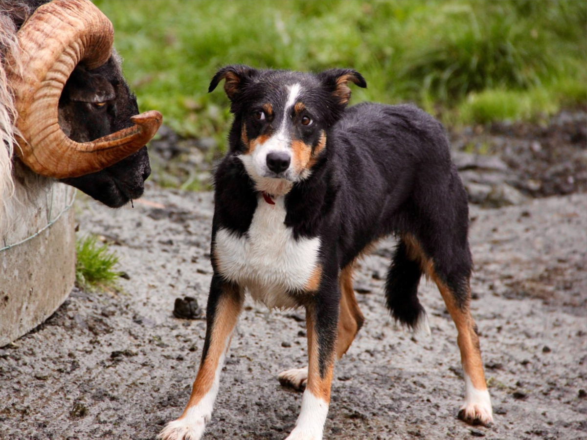 Humanists in High Dudgeon: The CFR-ALSCW Standoff by John Agresto | NAS