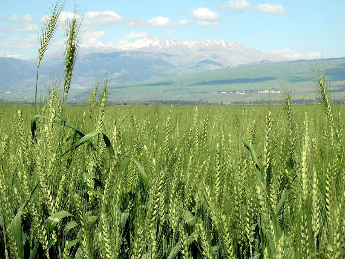 VIDEO: The '50s and the Green Revolution by National Association of ...